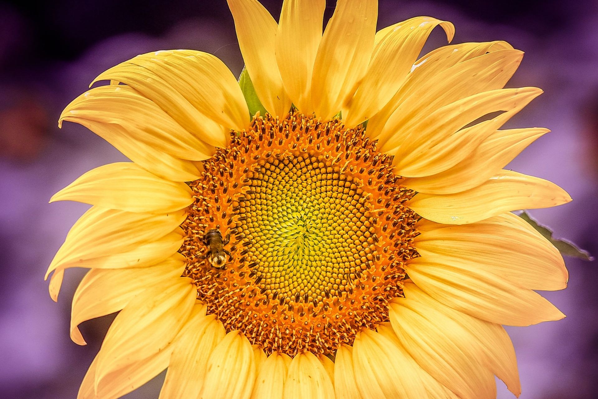 Modules - CHEERS Kids